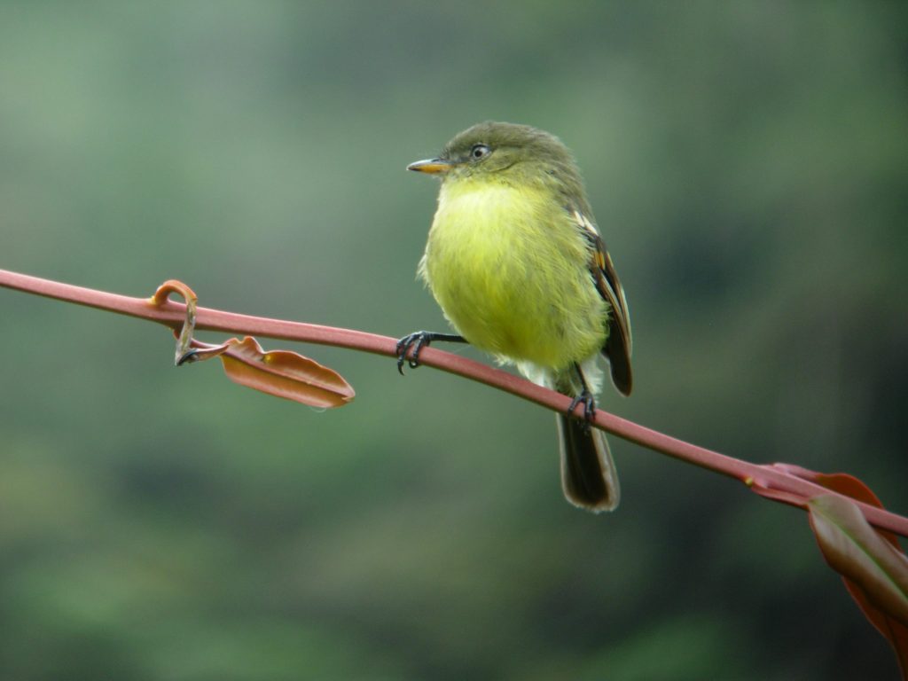 Ecuador, tercer país con mayor diversidad de aves en el mundo ...