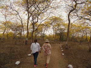 Colimes se viste de amarillo con el florecimiento de los guayacanes ...
