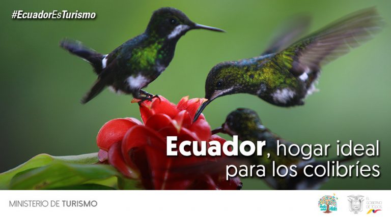 Ecuador, hogar ideal de los colibríes – Ministerio de Turismo