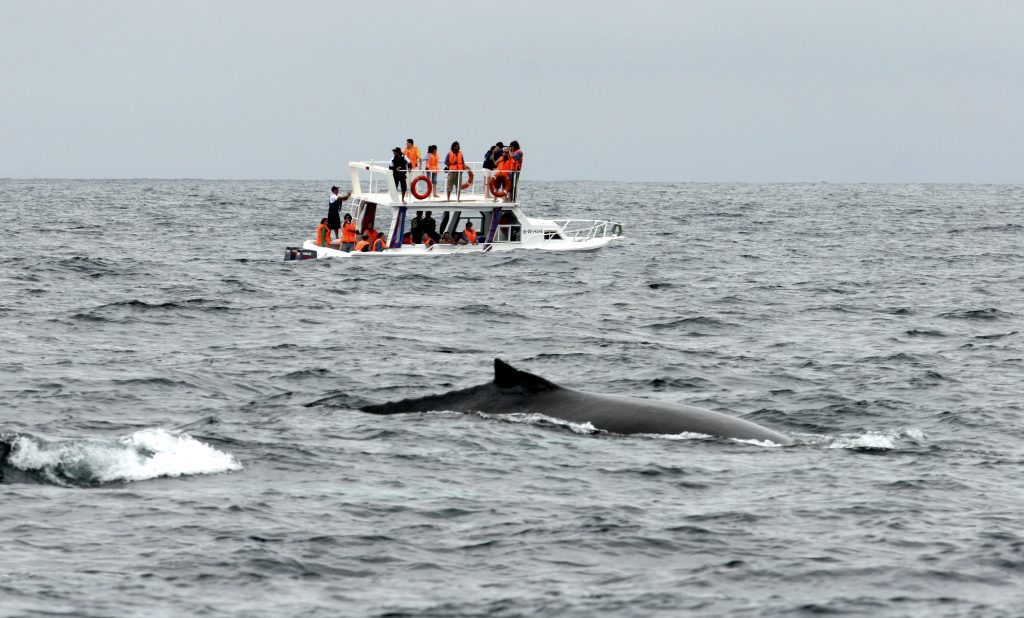 [Temporada Ballenas] Recomendaciones y reglamento para avistamiento de ballenas jorobadas en la ...